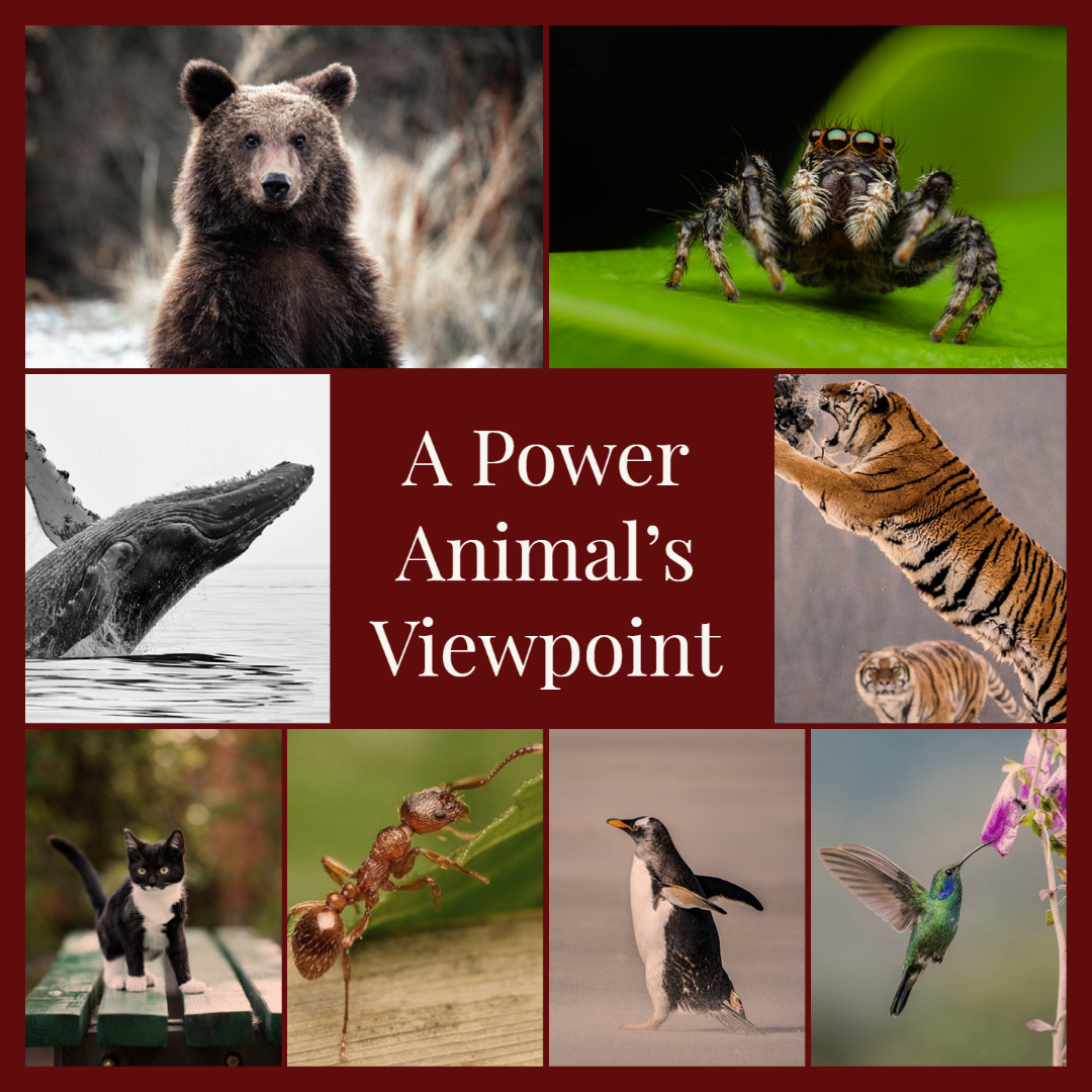 A Power Animal’s Viewpoint | Ahalya Running Deer